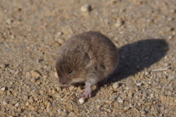 La invasió del talp camperol a estudi | Diari Win: Diari familiar per a ...